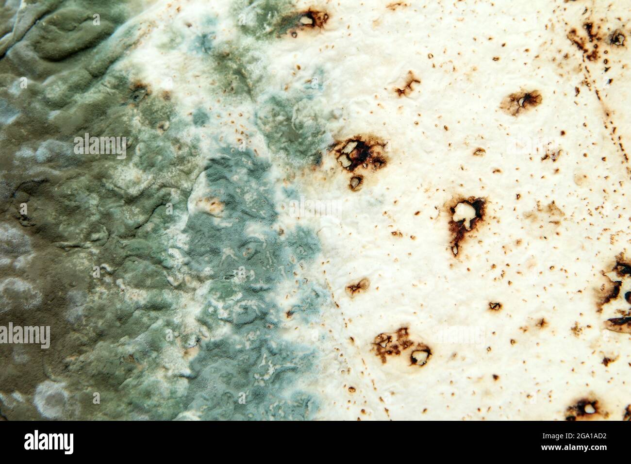 The picture of a mouldy flatbread. Rotten and uneatable. Isolated on ...