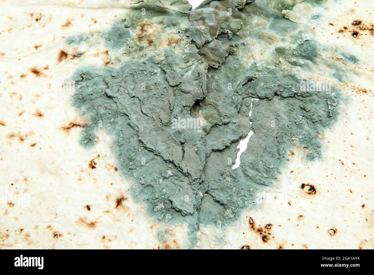 The picture of a mouldy flatbread. Rotten and uneatable. Isolated on ...