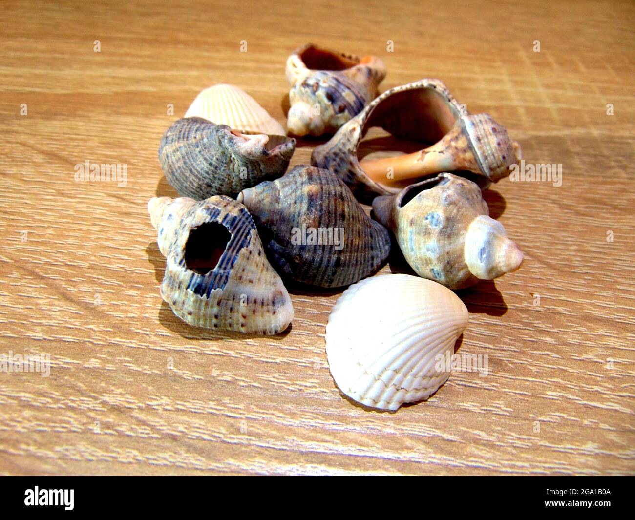 Group of shells hi-res stock photography and images - Alamy