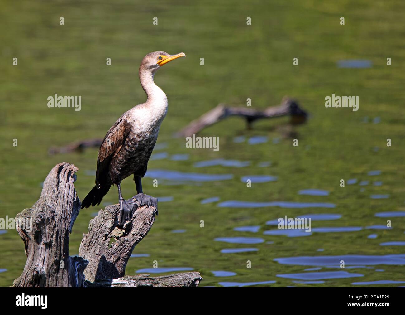 Cormorant on green branch hi-res stock photography and images - Alamy