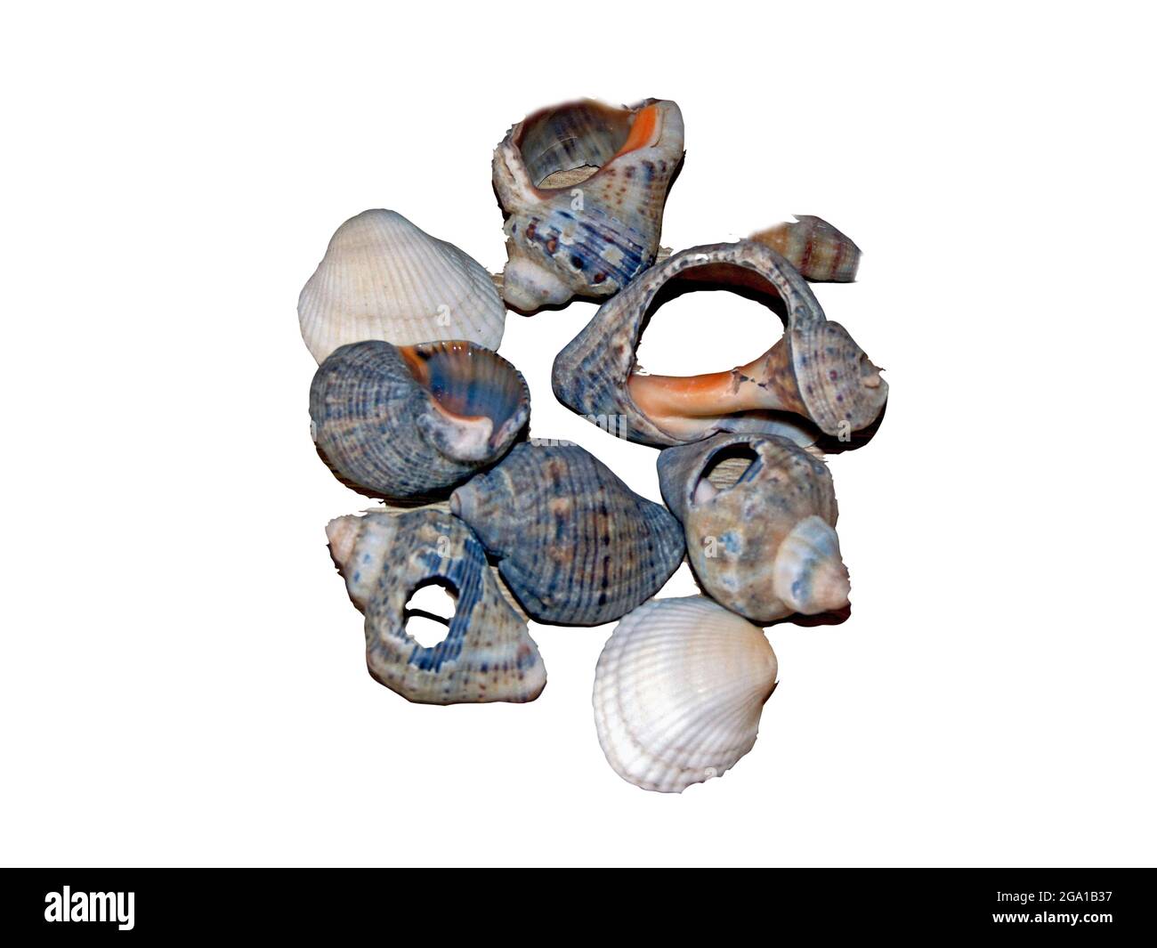 Group white sea shells hi-res stock photography and images - Alamy