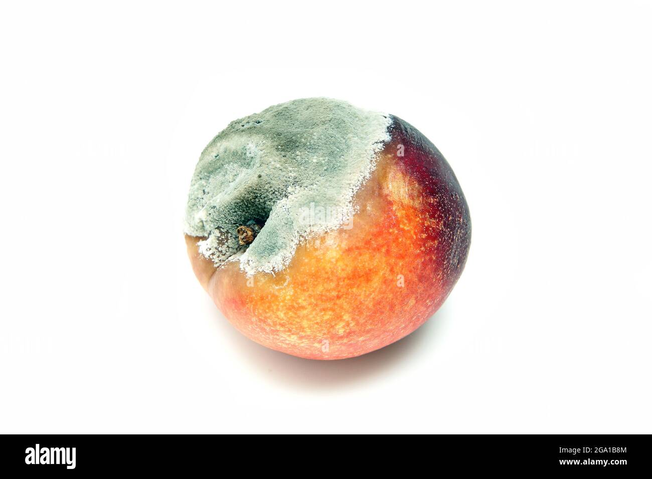 A picture of a rotten nectarine. The shape is deformed and it is ...