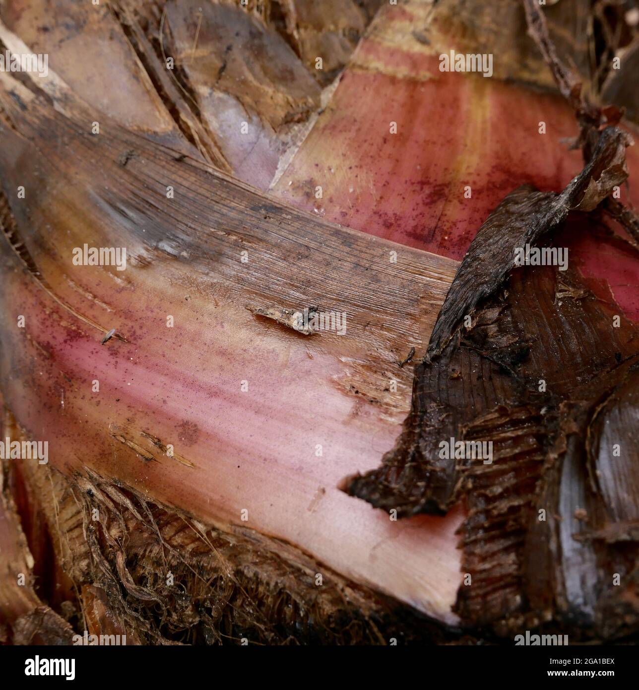 Natural banana tree hi-res stock photography and images - Alamy