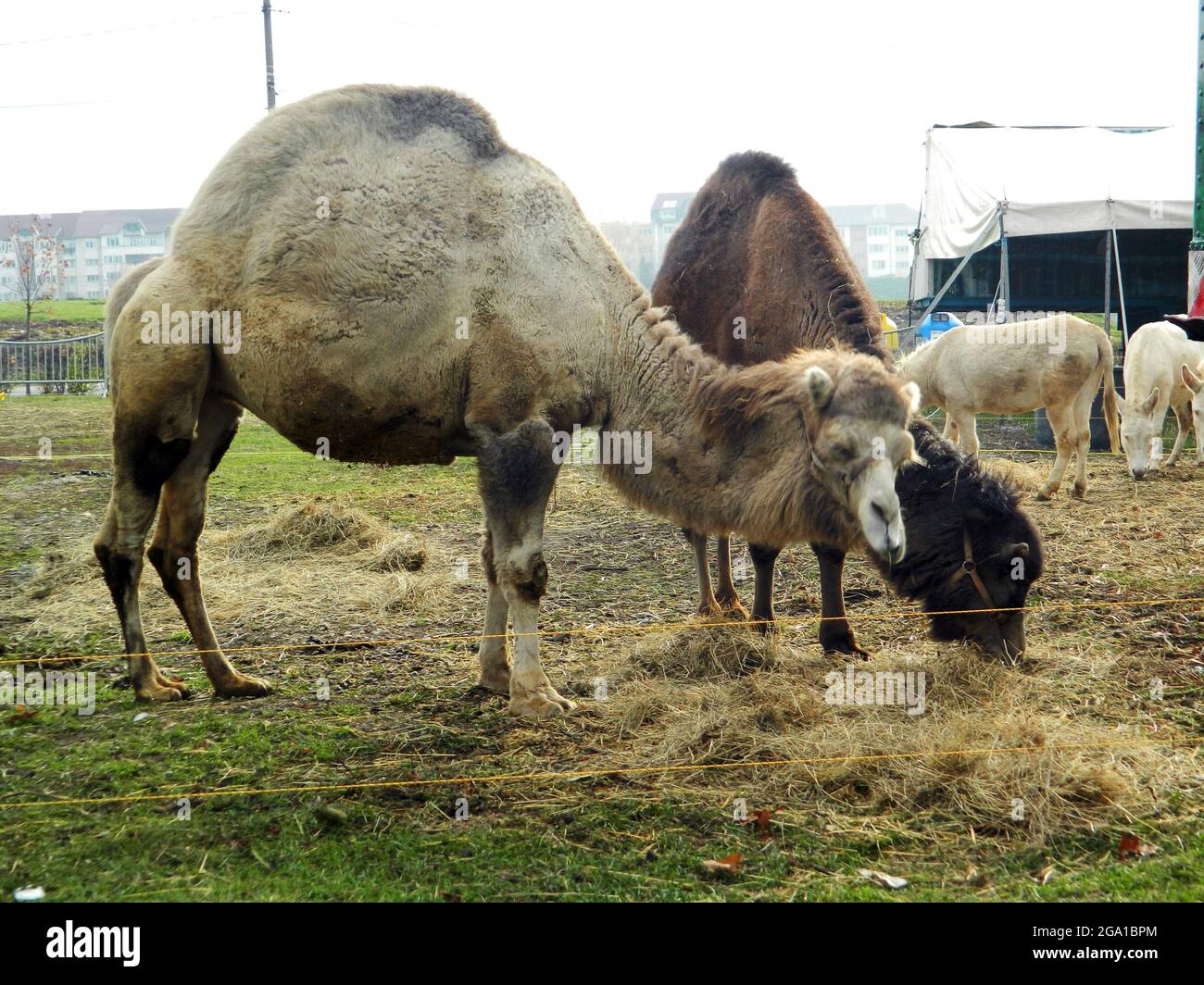 two camels and pony in a pen Stock Photo - Alamy