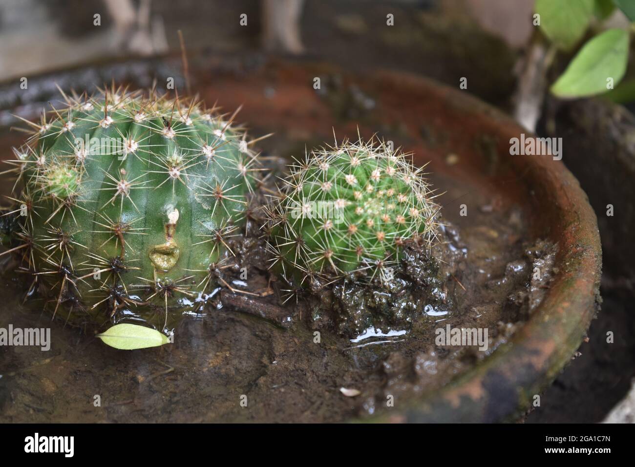 Wet cactus hi-res stock photography and images - Alamy