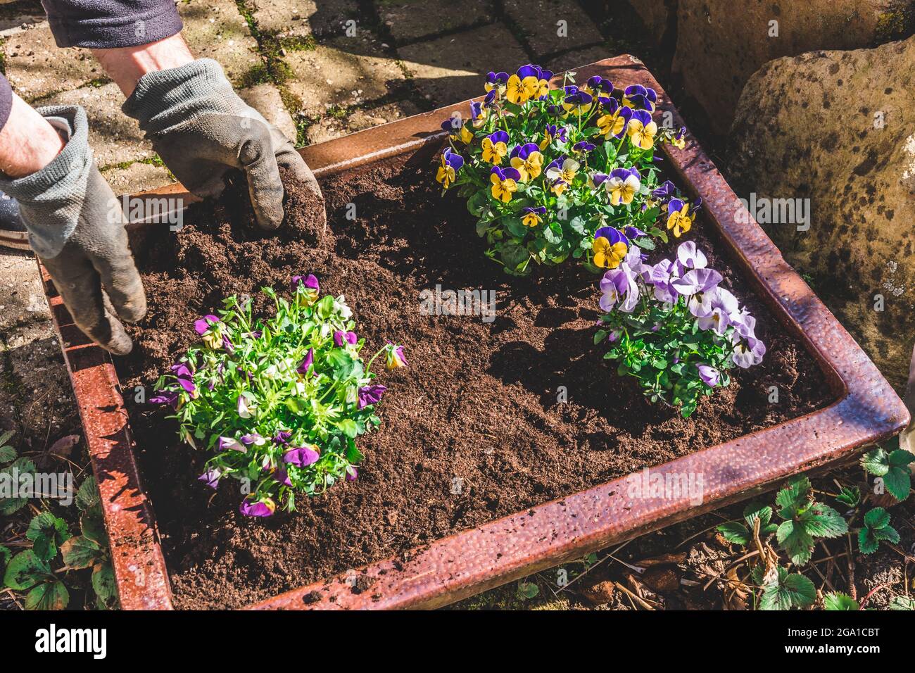 Person planting spring plants in old trough Stock Photo - Alamy