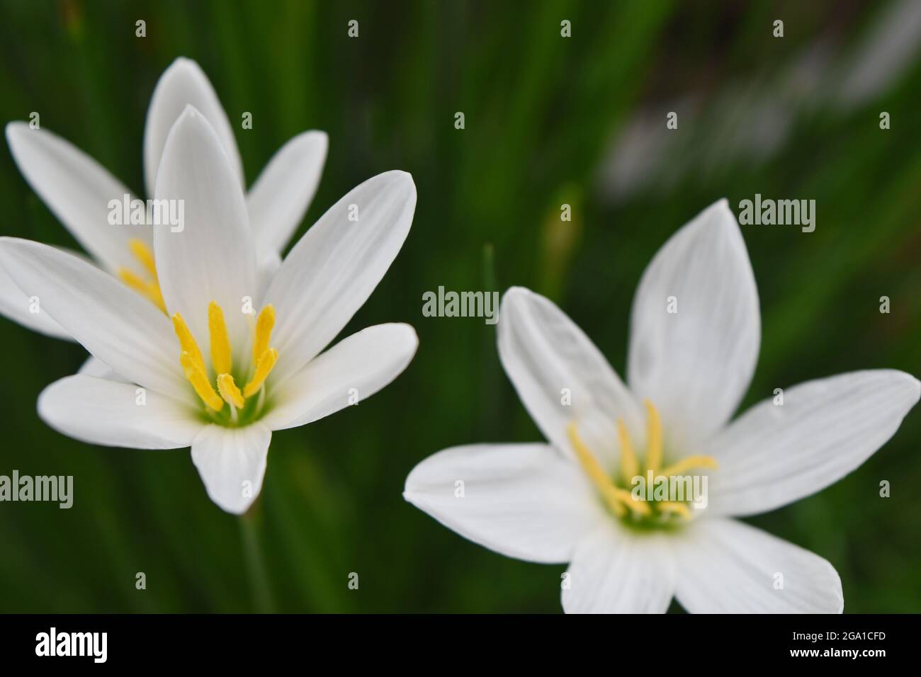 Wallpaper Of Rain Lily Stock Photo - Alamy