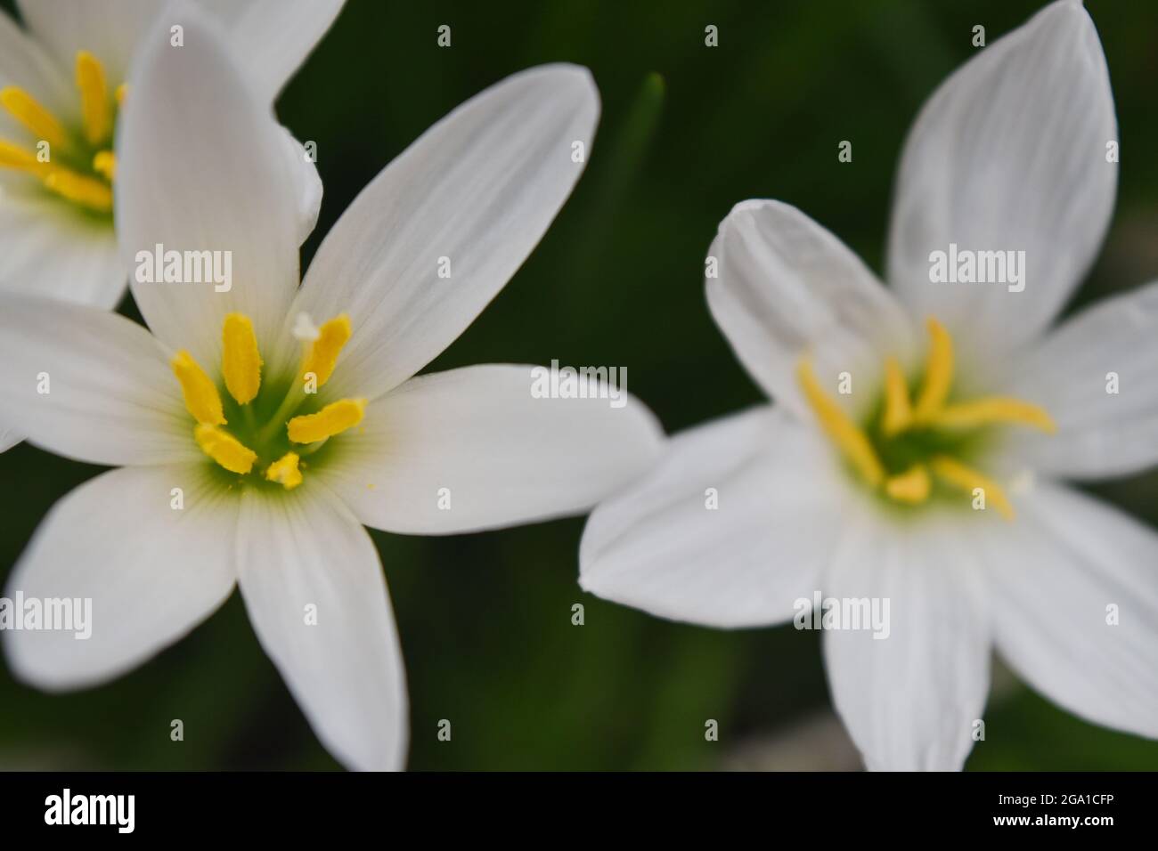 Closeup Of Rain Lily Flower Stock Photo - Alamy