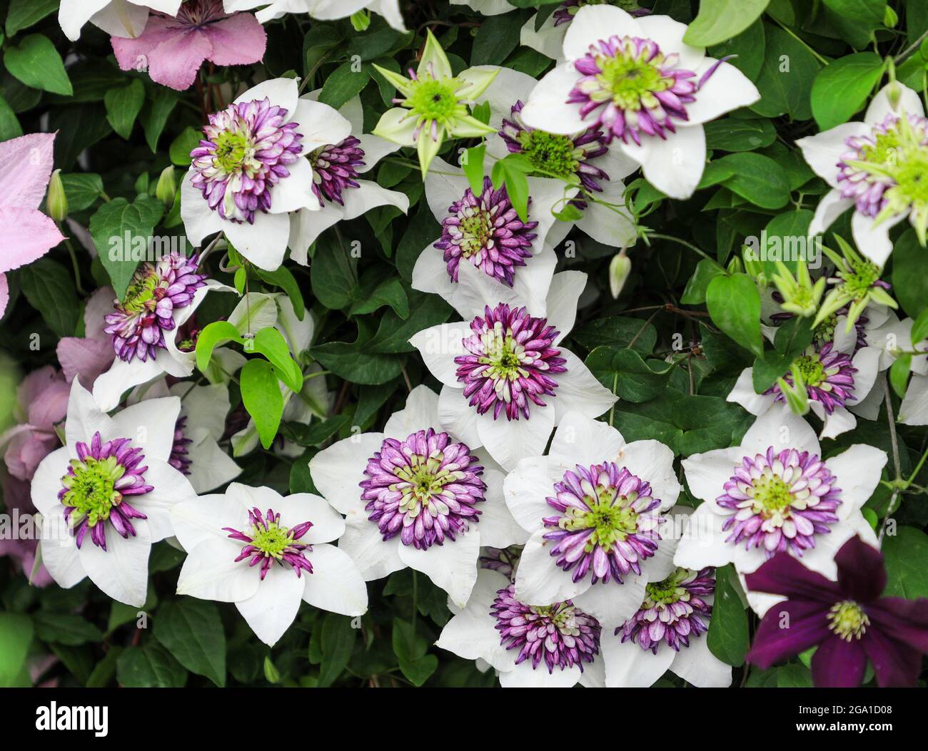 White Purple Clematis