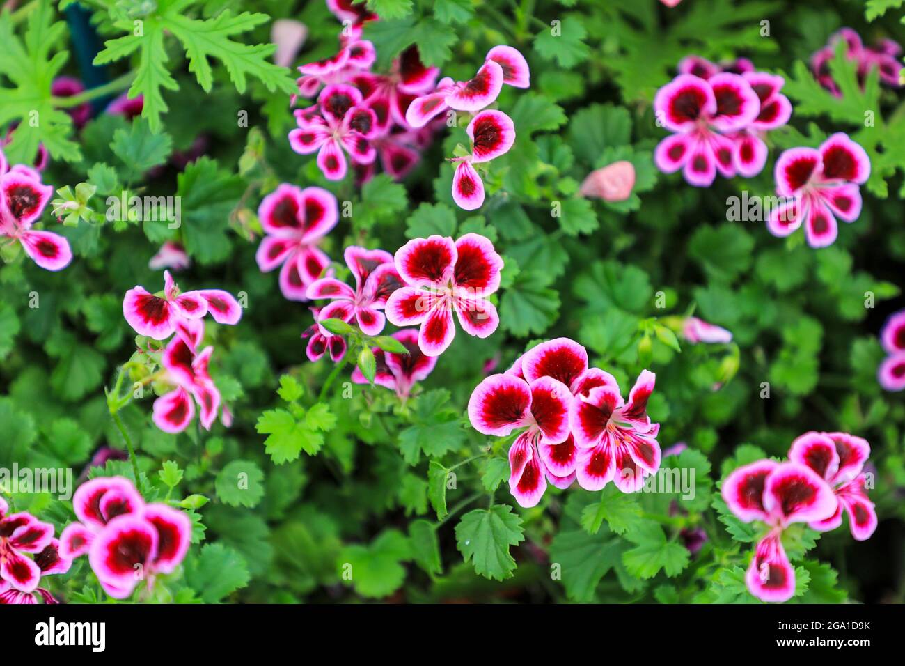 Scented Geranium 'Angeleyes Blueberry', Pelargonium crispum Stock Photo ...
