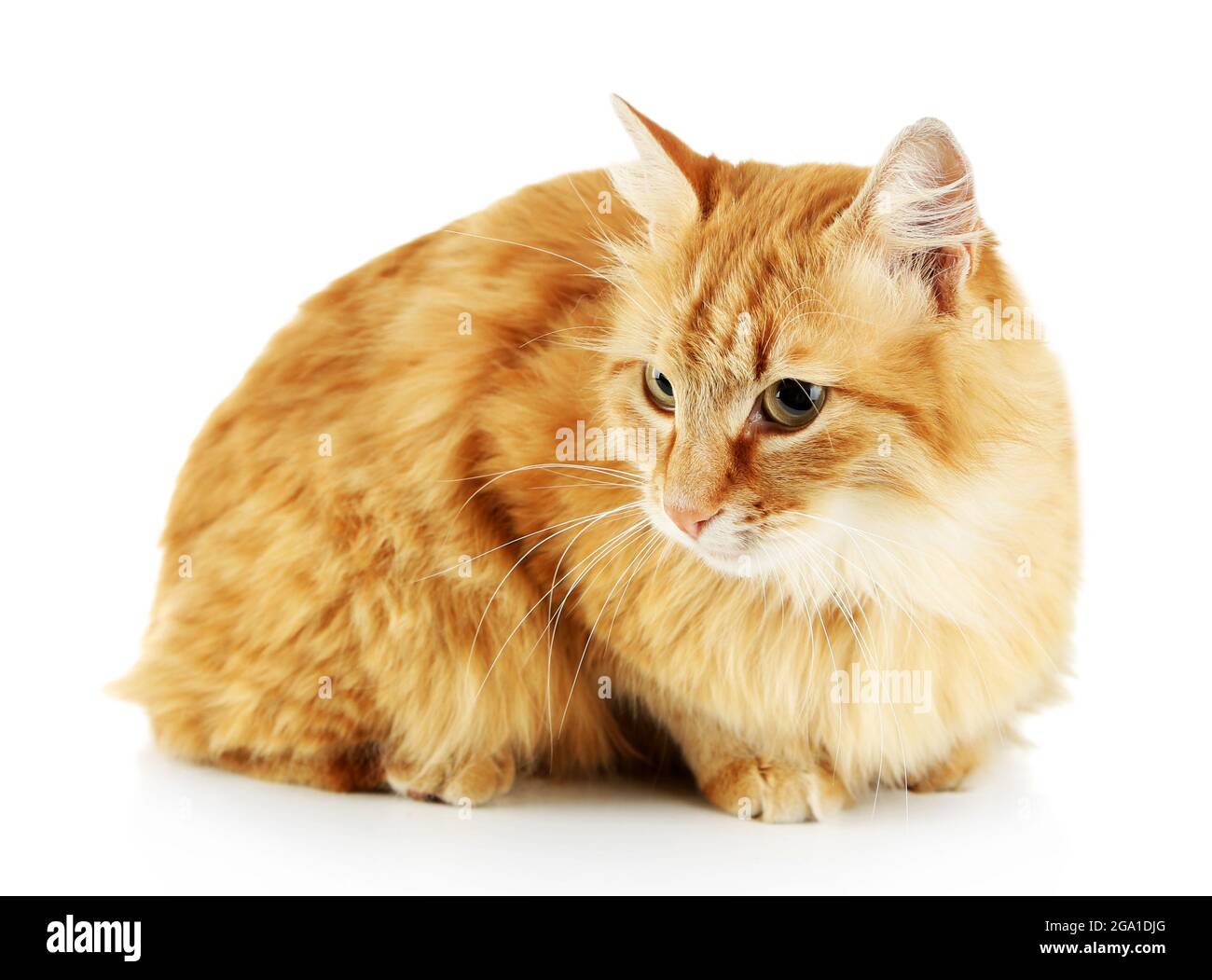 Red cat isolated on white background Stock Photo - Alamy