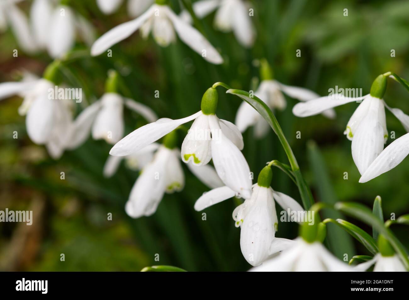Winter Snowdrop flowers of Galanthus nivalis. February UK Stock Photo ...