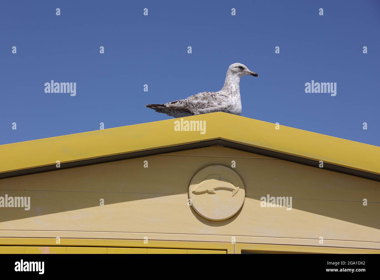 Young Seagull on a Beach Hut Stock Photo - Alamy
