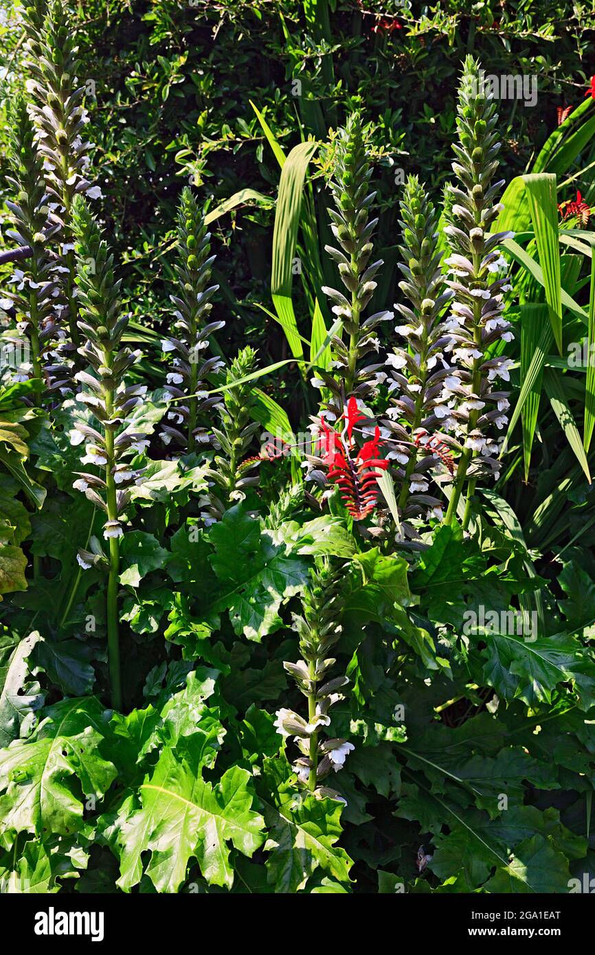 Acanthus border hi-res stock photography and images - Alamy