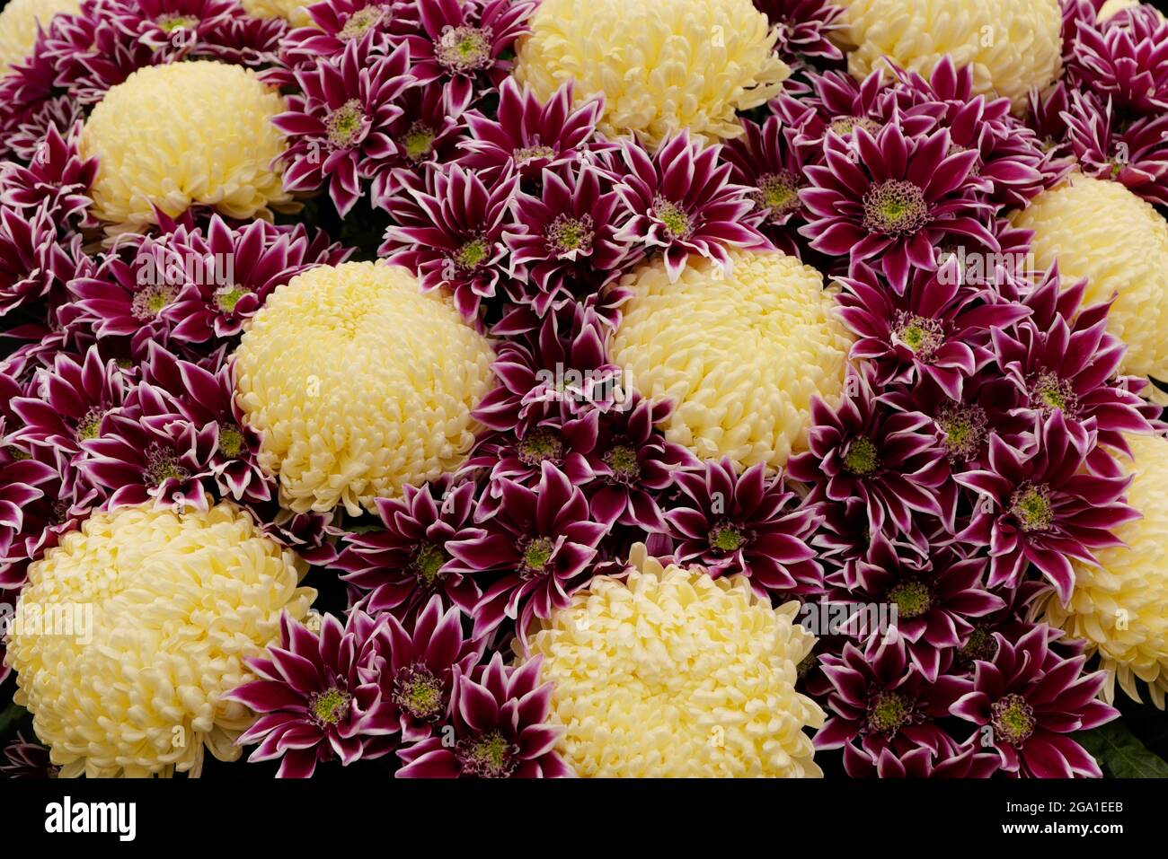 Deep petal hi-res stock photography and images - Alamy