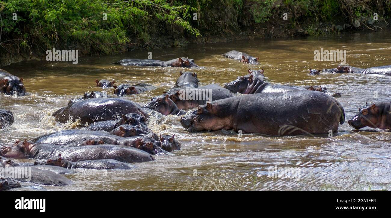 Hippopotamus amphibius capensis hi-res stock photography and images - Alamy