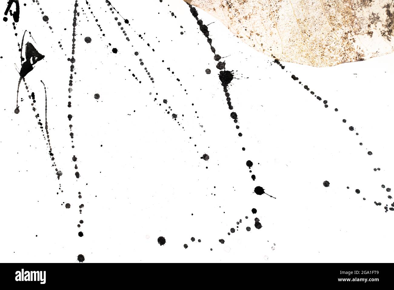 Messy black paint scattered with a decaying dried leaf on a white ...
