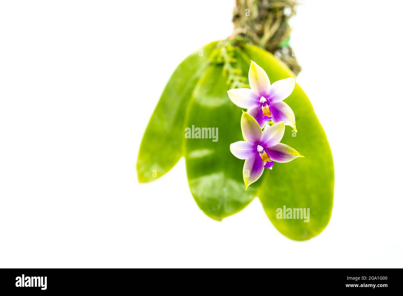 Closeup of Phalaenopsis bellina flowers isolated in white background ...