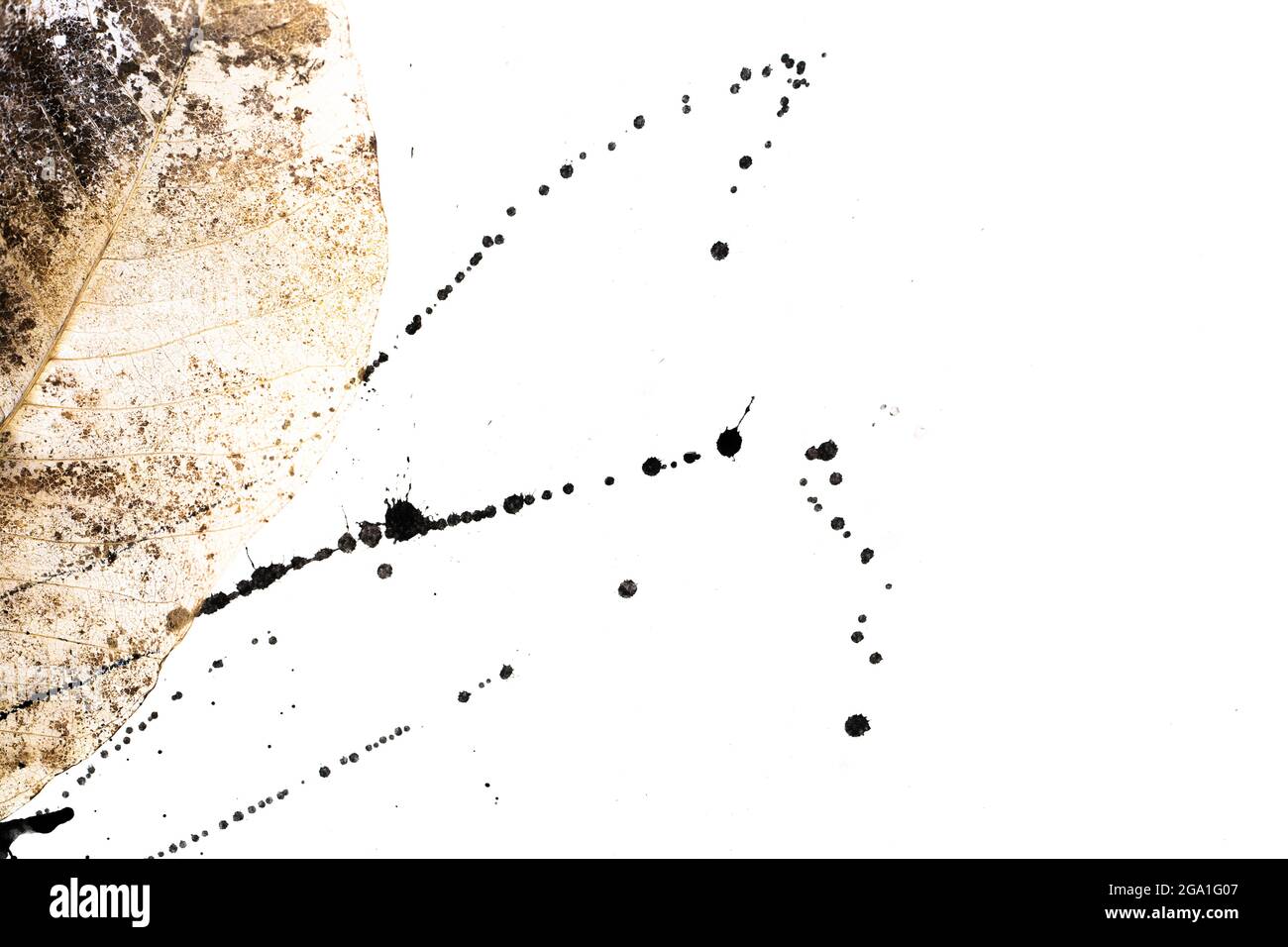 Messy black paint scattered with a decaying dried leaf on a white ...