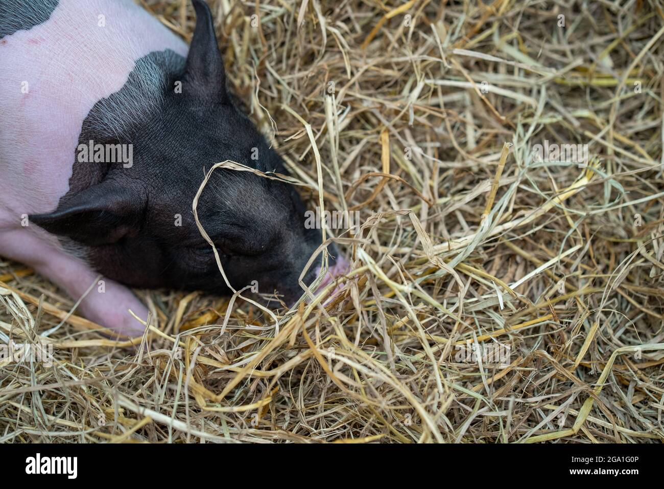Closeup of a bicolor pig sleeping in the straw Stock Photo - Alamy