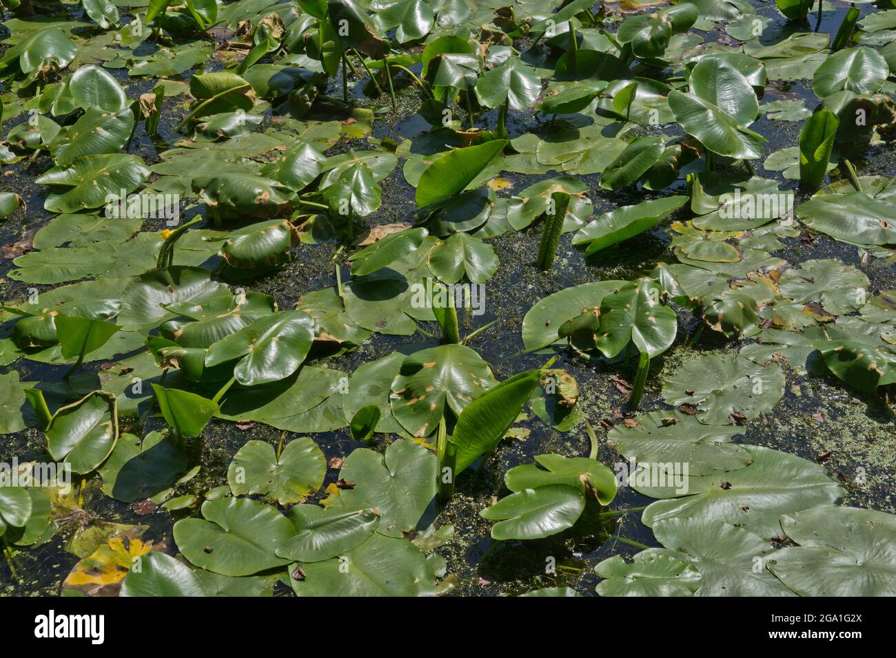 Water pollution due to heatwave and agricultural waste a lake in ...
