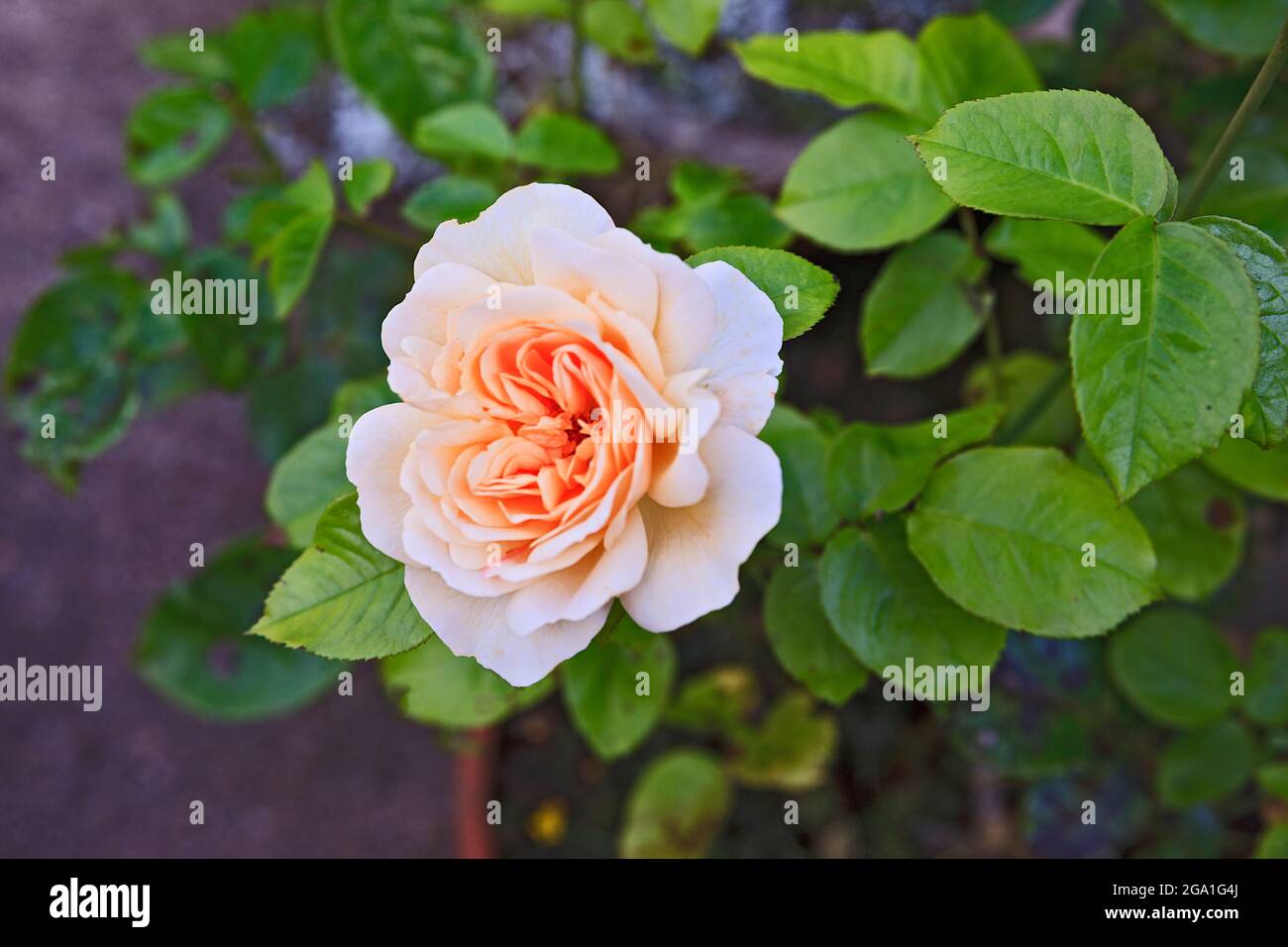 Peach coloured roses hi-res stock photography and images - Alamy