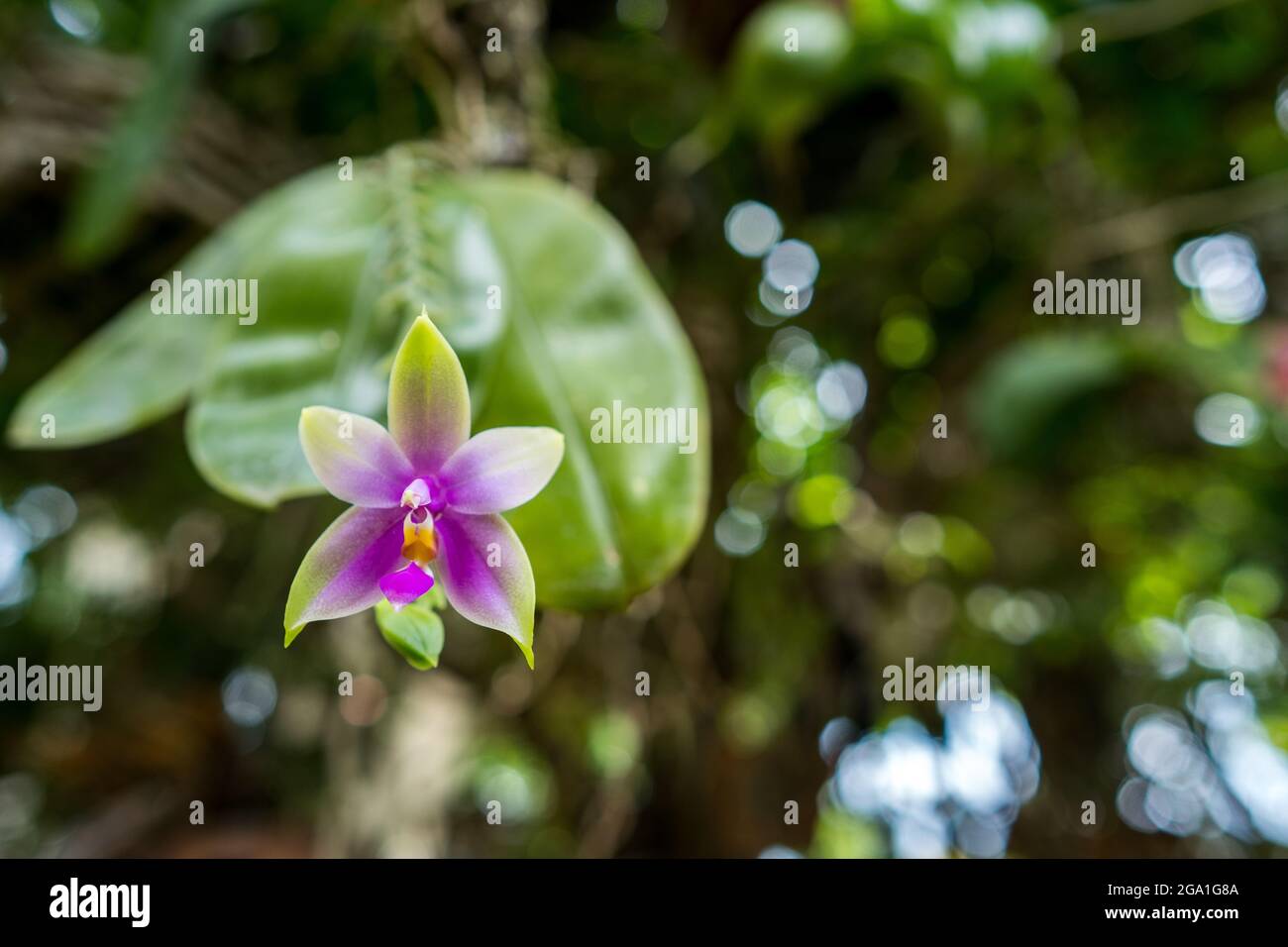 Closeup of Phalaenopsis bellina. Selected focus Stock Photo - Alamy