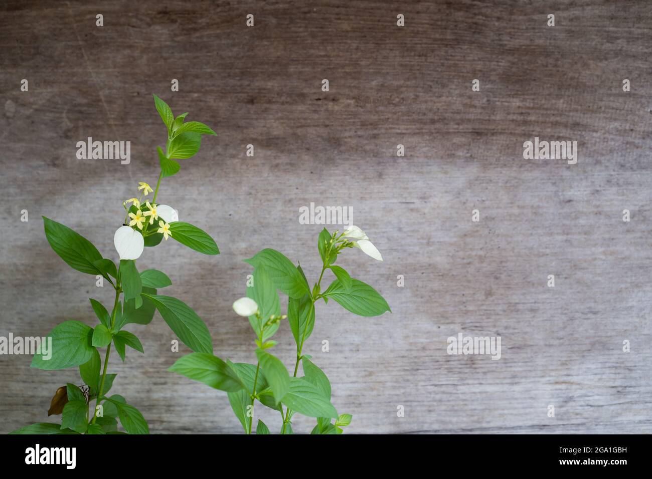 Closeup of green plants with small yellow flowers on the brown ...