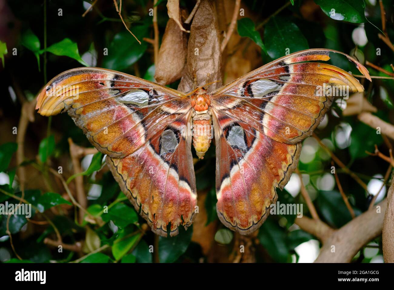 Close-up of a female Attacus atlas or Atlas moth. It is one of the ...