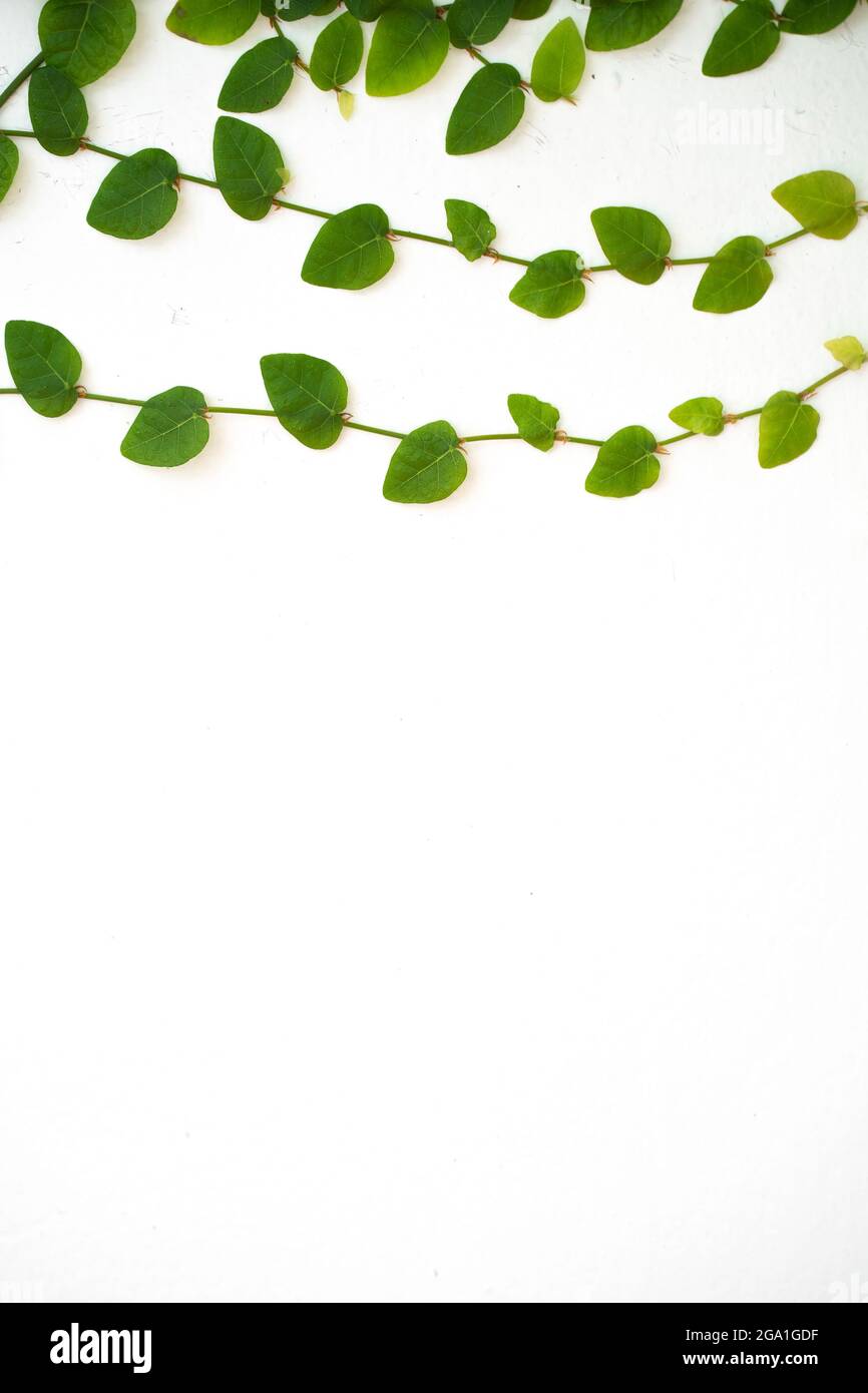 Vertical shot of a climbing fig isolated on a white background Stock ...