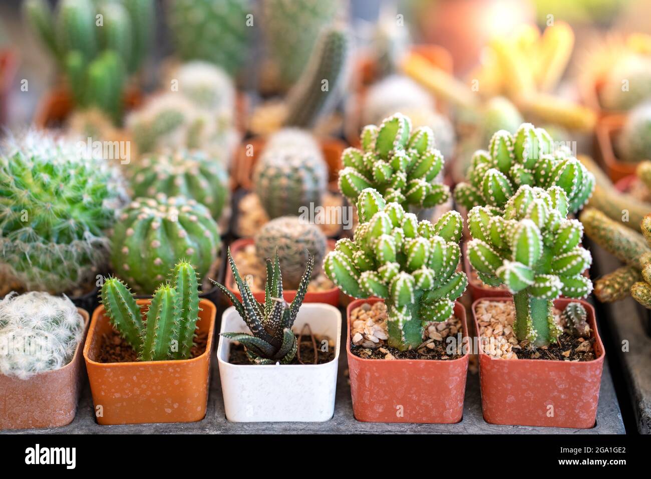 Closeup of different types of cacti Stock Photo - Alamy