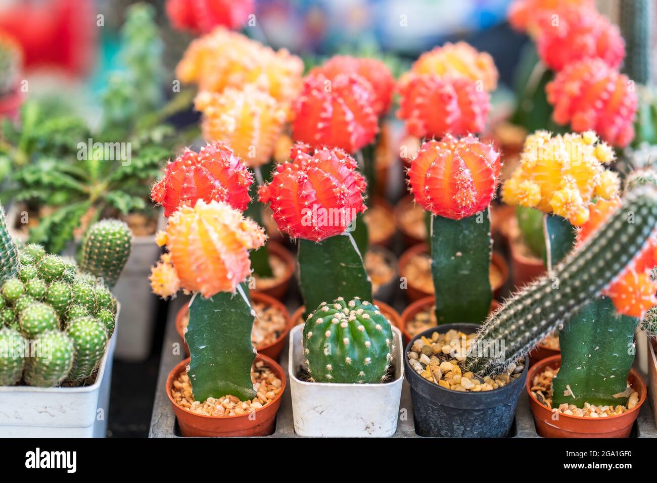 Closeup of different types of cacti Stock Photo - Alamy