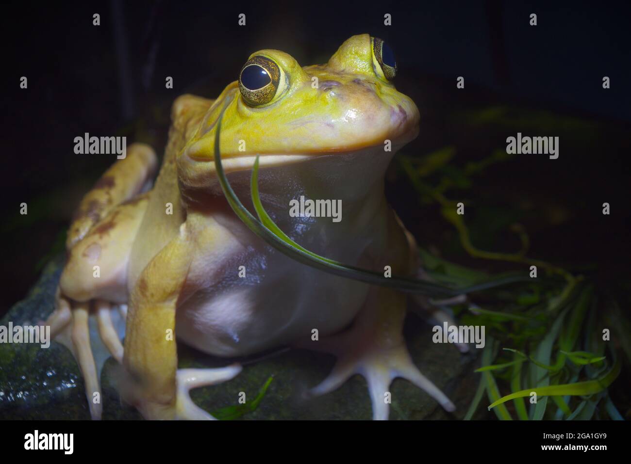 Black and yellow frogs hi-res stock photography and images - Alamy