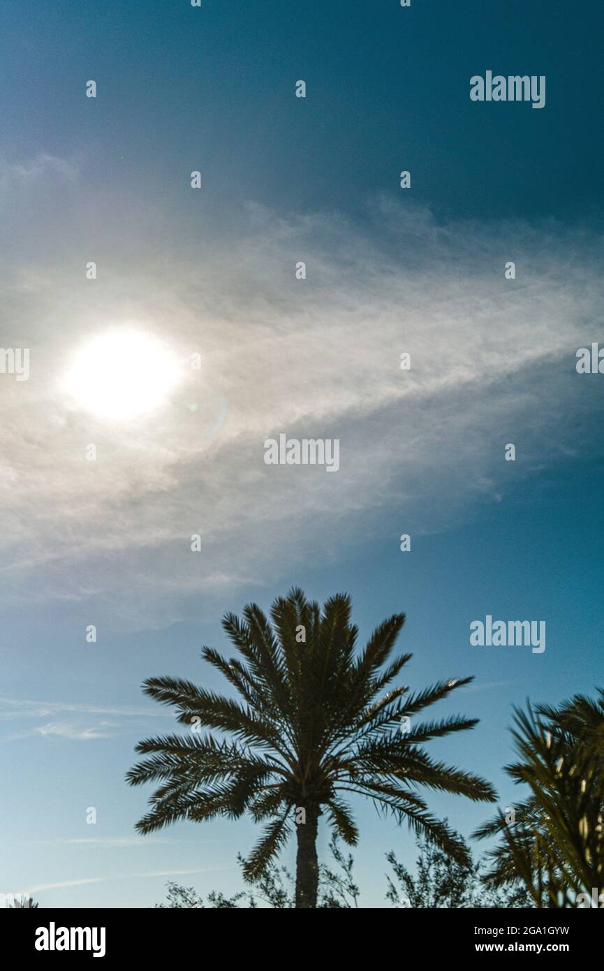Tree tunisian hi-res stock photography and images - Alamy