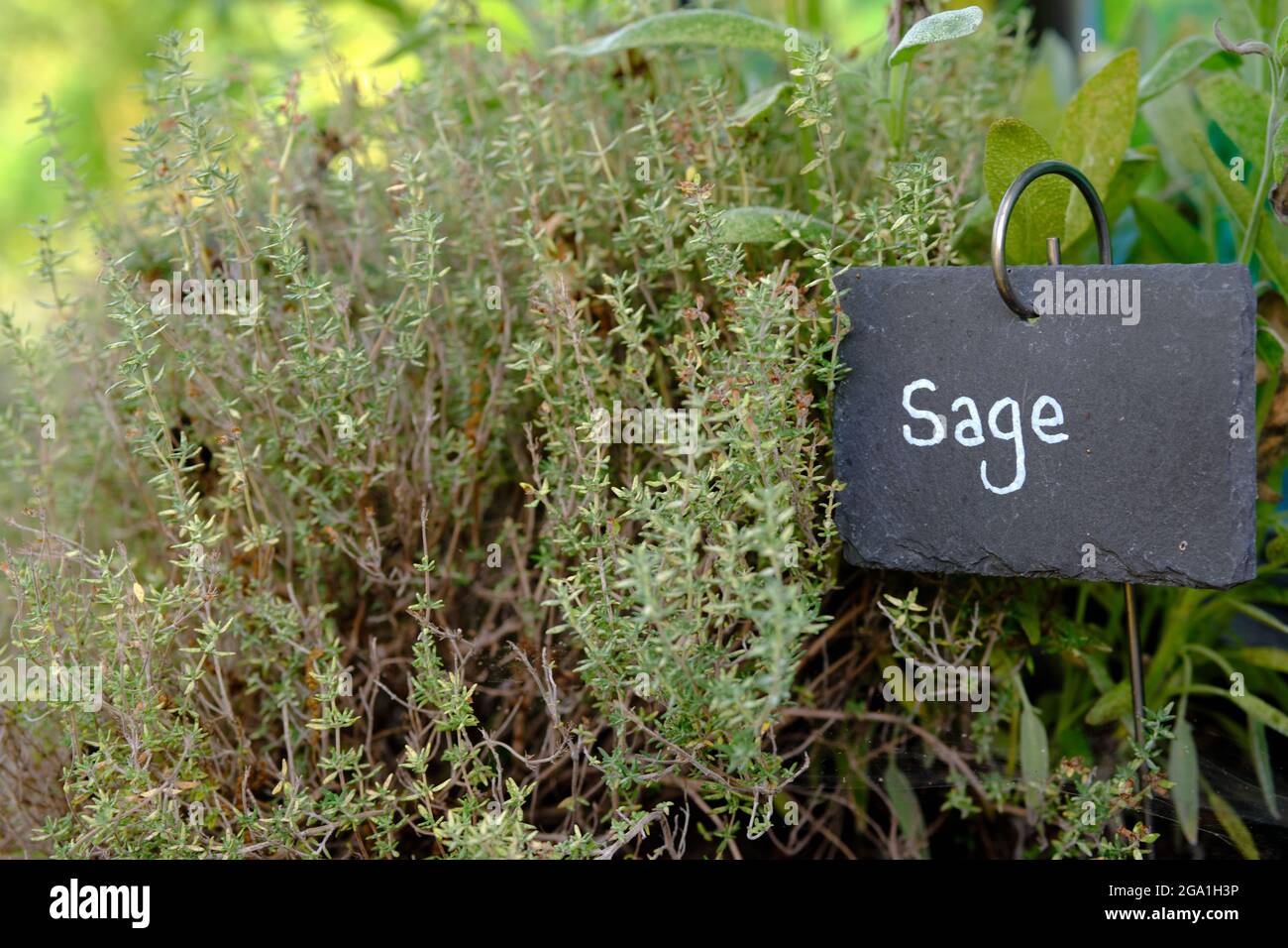 View of common sage plants in a garden with a handwritten nameplate ...