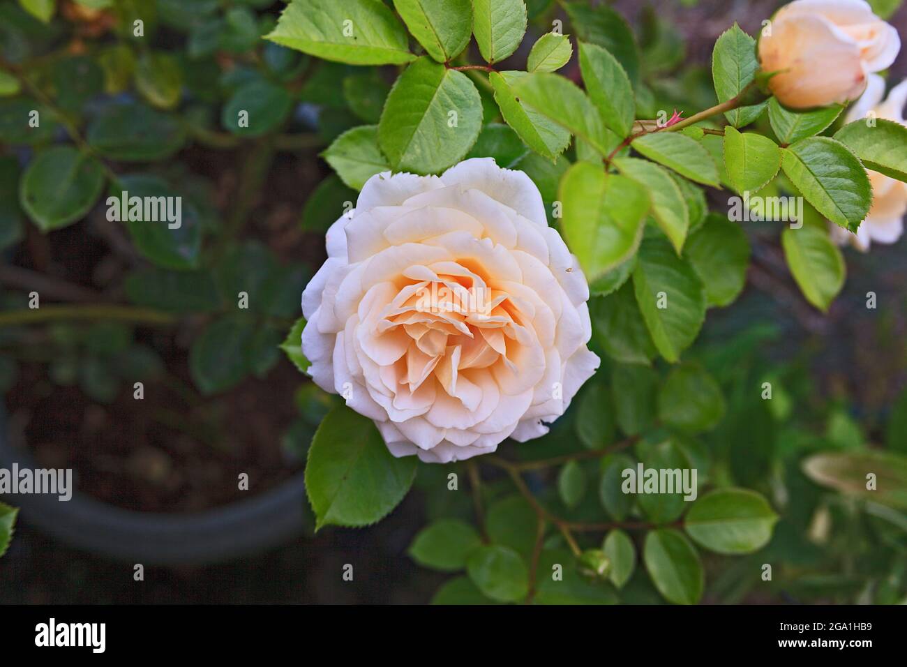 Peach coloured floribunda rose Stock Photo - Alamy