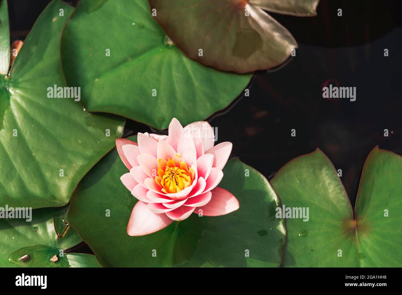 Aquatic plants lotus leaves sacred lotus nelumbo nucifera hi-res stock ...