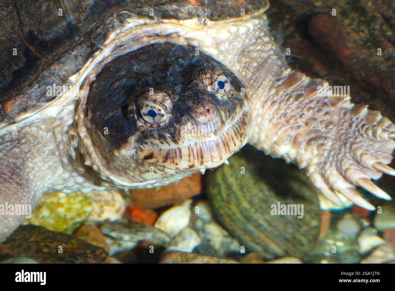 Giant marine turtle hi-res stock photography and images - Alamy