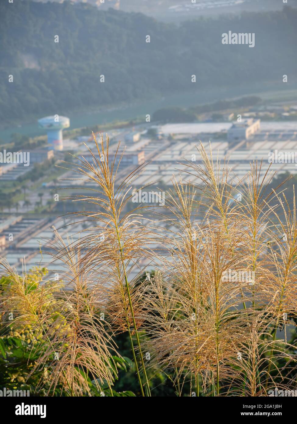 Silvergrass taiwan hi-res stock photography and images - Alamy
