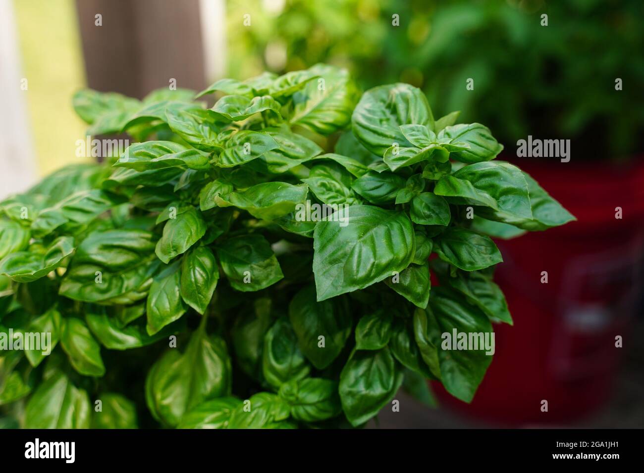 Fresh homegrown basil leaves or basil plant growing in backyard garden ...