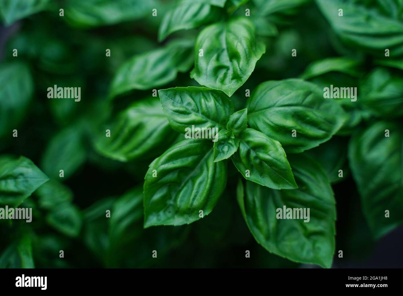 Fresh homegrown basil leaves or basil plant growing in backyard garden ...