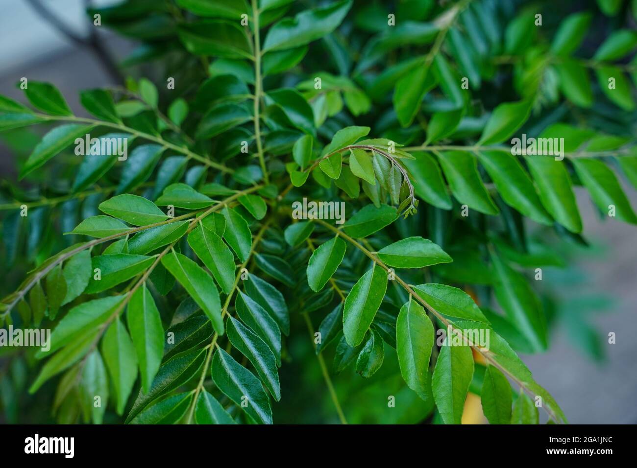 Curry leaf tree hi-res stock photography and images - Alamy