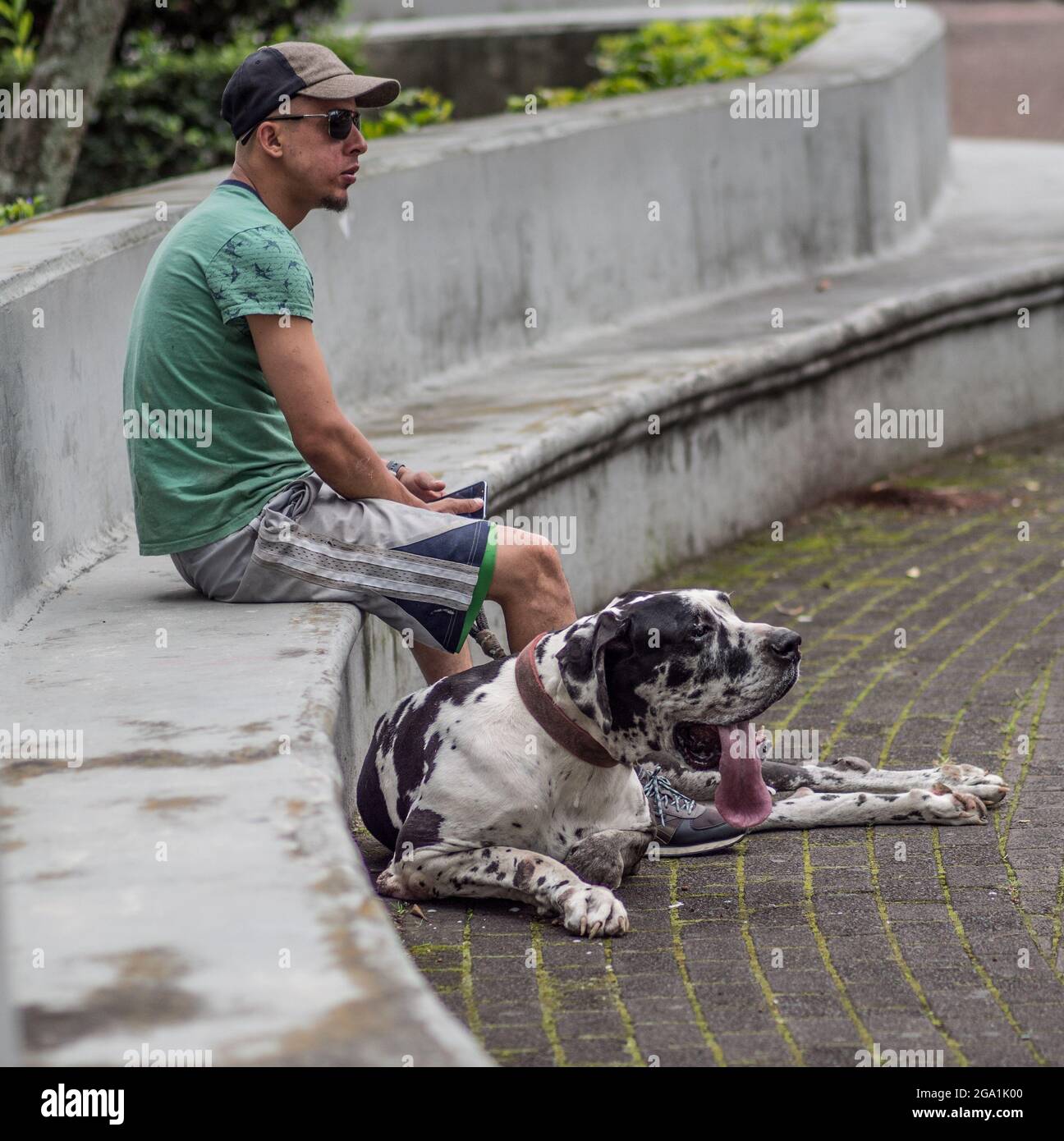 Man resting on a bench with his Great Dane dog Stock Photo - Alamy