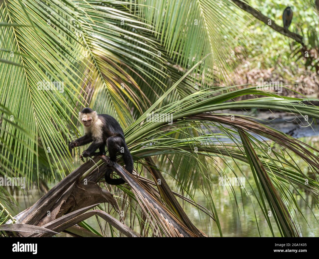 White-Throated Capuchin monkey holding a lizard in his left hand at ...