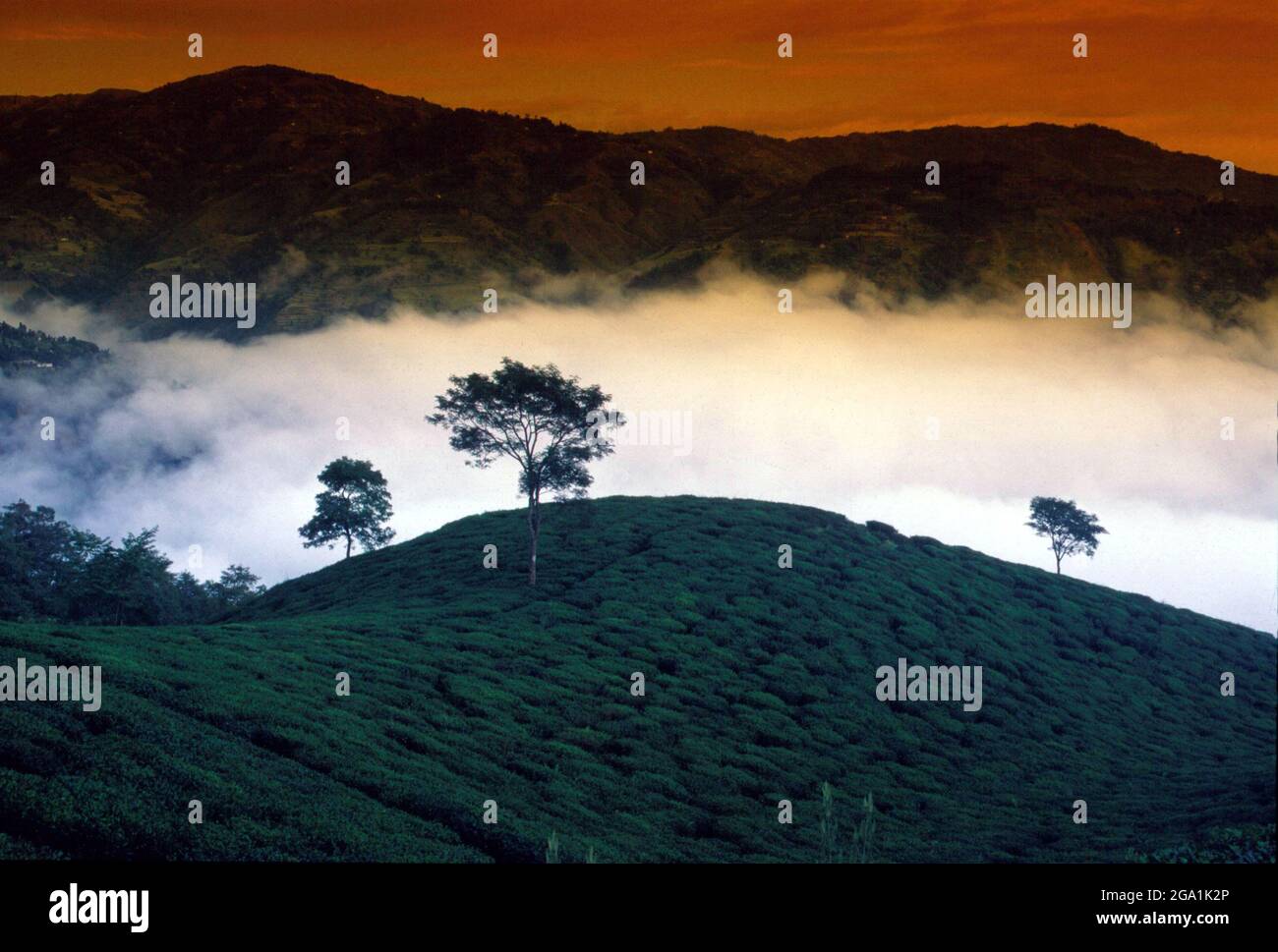 The landscape of tea estate in Ilam, eastern Nepal. The area bordering Darjeeling, India is ...