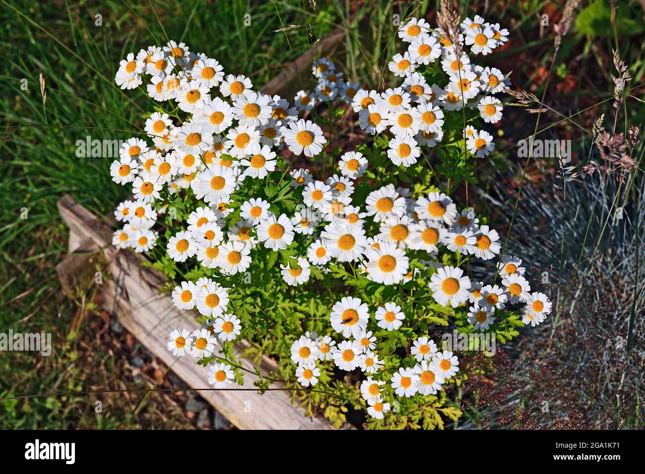 Small White Daisy Plant Stock Photo - Alamy