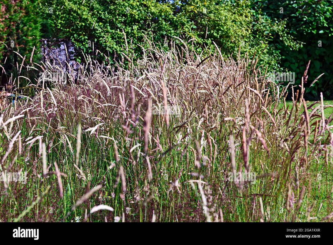 Mixed grasses in seed in wild area of garden Stock Photo - Alamy
