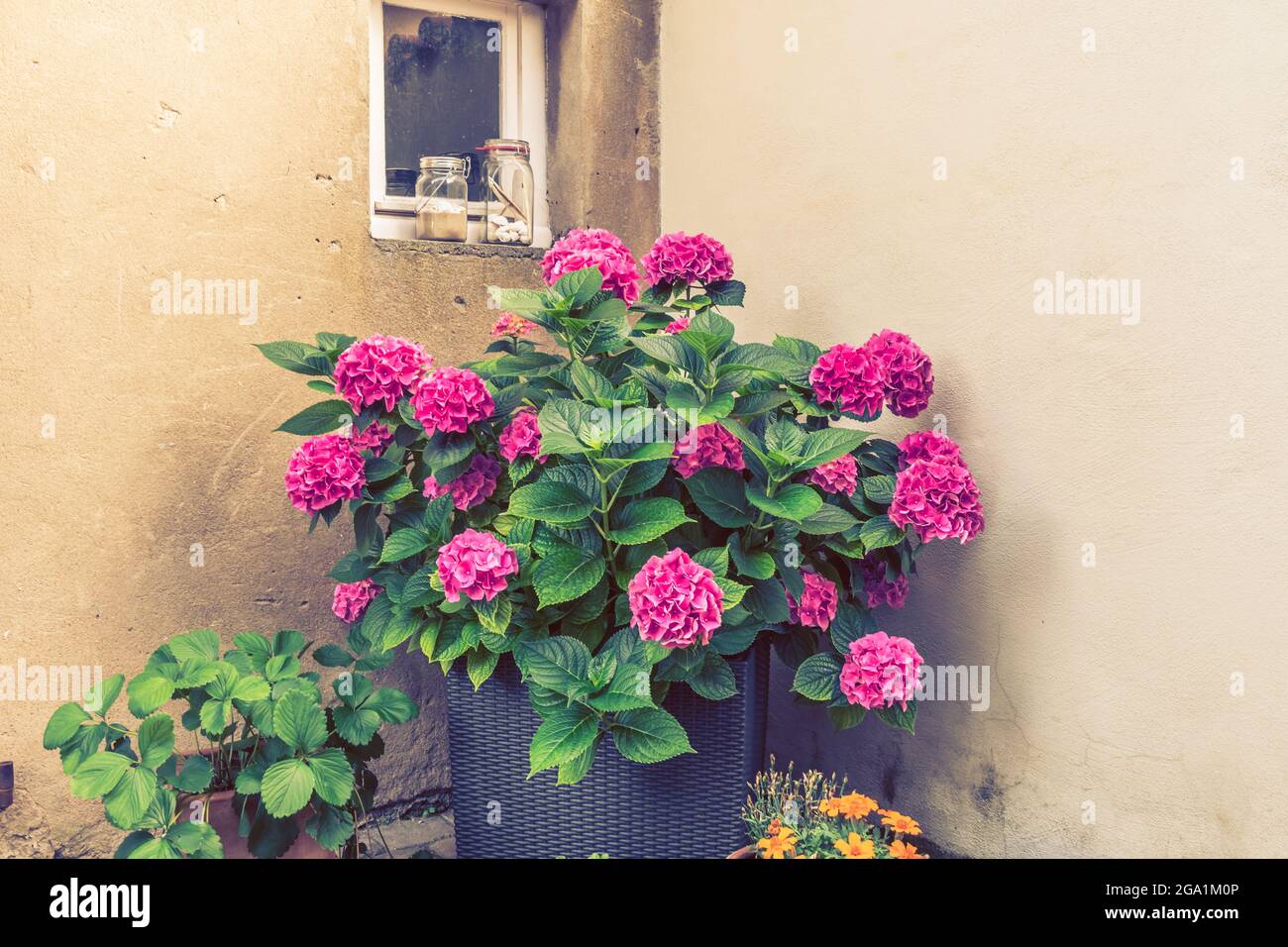 Blooming hydrangea bush in a pot in a corner of a courtyard Stock Photo ...