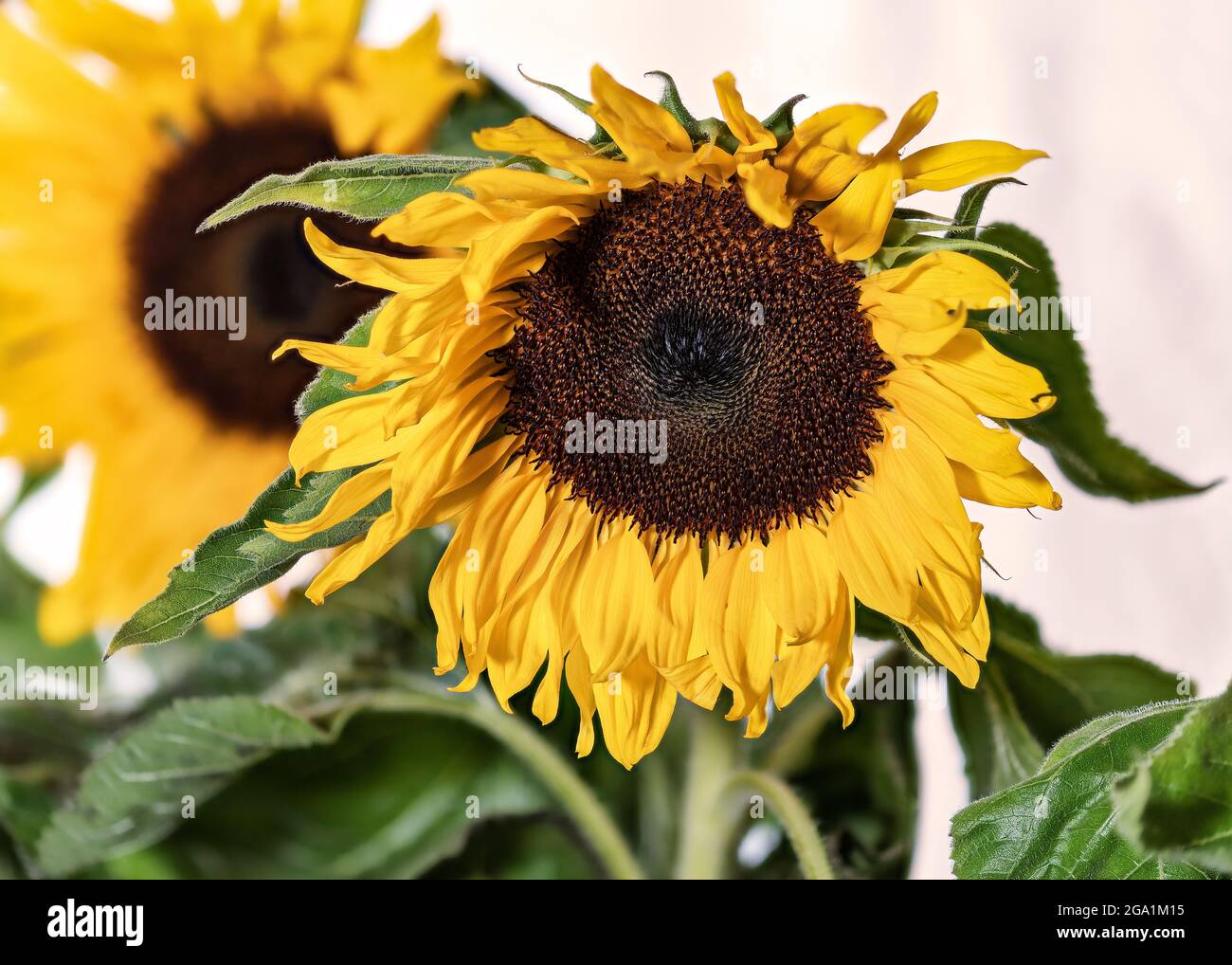 Sonnenblumen dekoration hi-res stock photography and images - Alamy