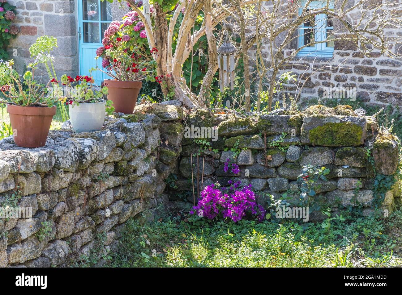 Natural stone wall with garden plants in pots in natural garden Stock ...